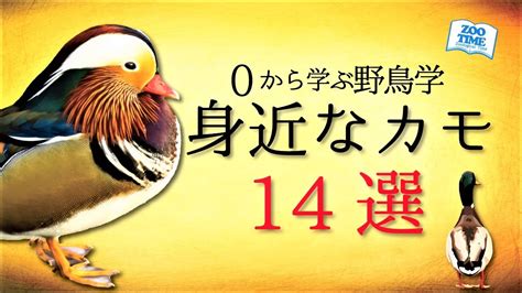 0から学ぶ野鳥学これでカモの識別OK 14種α 種類別解説 ZOOTIMEch YouTube