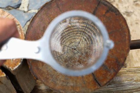 Premium Photo The Way To Estimate Tree Age Is To Count The Rings Of Annual Tree Growth