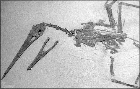 Images And Collectibles Of Living And Extinct Animals