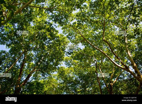 Trees In The Sunlight Stock Photo Alamy