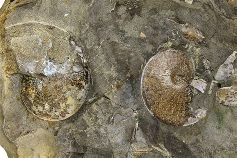 Fossil Ammonites Sphenodiscus In Rock South Dakota 137284 For