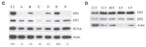 Tfdp2 Western Blot Gene Expression Assay Gxd