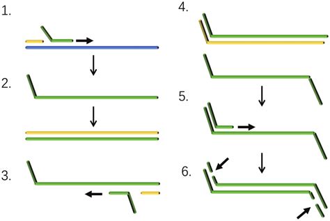 Schematic Of Strand Displacement Amplification Sda Technology