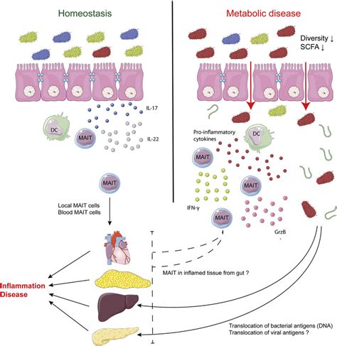 Suspected Roles Of The Microbiota In The Activation Of Mait Cells And