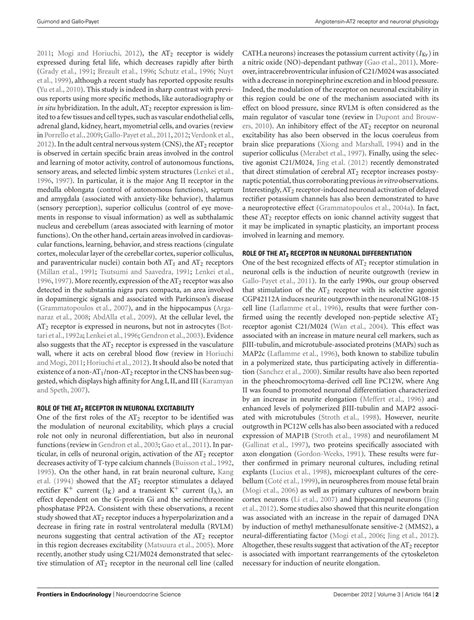 Solution How Does Angiotensin At2 Receptor Activation Help Neuronal Differentiation And Improve
