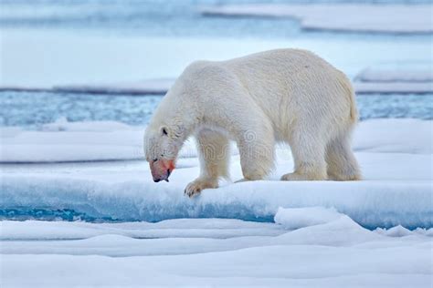 Polar Bear On The Blue Ice Bear On Drifting Ice With Snow White