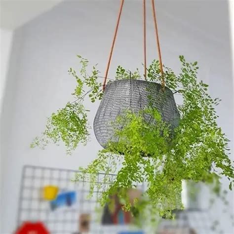 Avenca Características Como Plantar Cuidados Dicas De Decoração