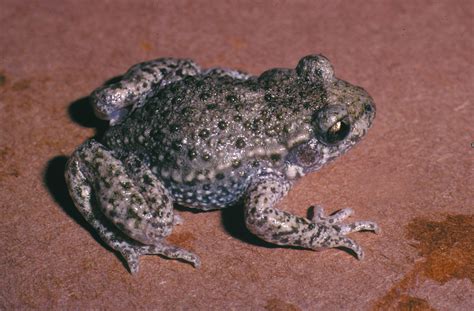 Toad Amphibian Adaptations And Behavior Britannica