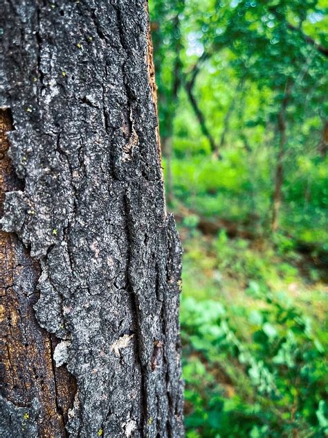 Tf Trees 19 Poster For Sale By Tfwarden Redbubble