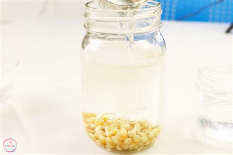Dancing Corn Science Experiment