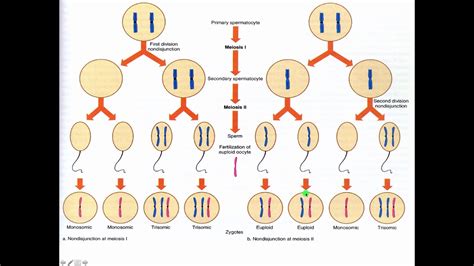 Cytogenetics Ii Abnormal Chromosome Number Youtube
