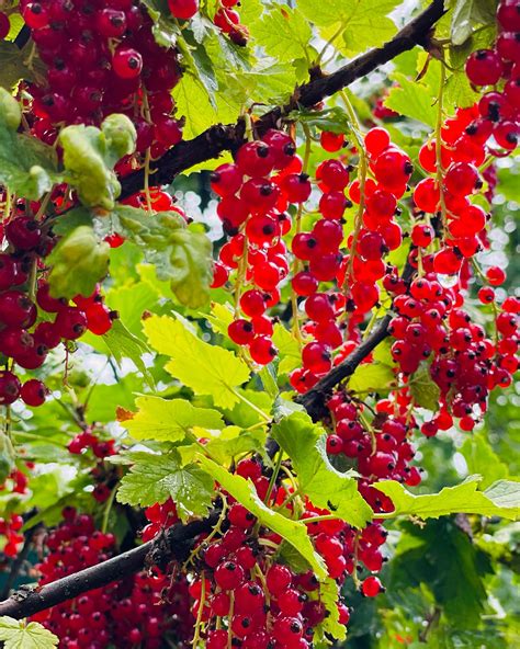 ВІТАМІННІ ЛАСОЩІ• ПАСТИЛА • ФРІПСИ • КОРИСНІ ЦУКЕРКИ • Полтава 🍒 Сезон ягід — у розпалі 🍓