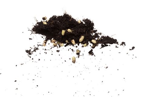 긴 마당 콩 씨앗 믹스와 토양 비료 플라이 가을을 자르고 공기 중에 부유물을 심기 위해 녹색 긴 콩을 자릅니다 씨앗 조각 긴 마당 콩은 정원으로 공중에 던져집니다 흰색 배경