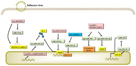 Host Non Coding Rna Regulates Influenza A Virus Replication