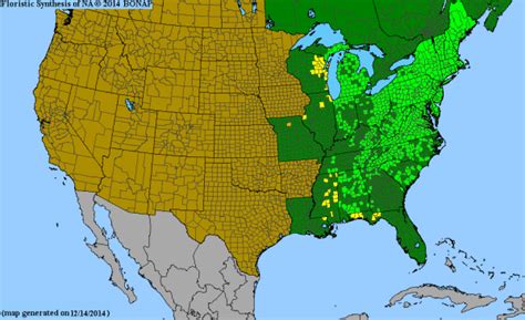 Native Indian Cucumber Root Medeola Virginiana Root System Plant