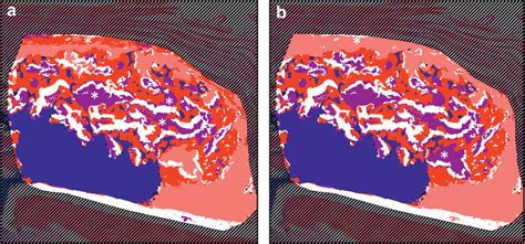 Tissue Labeling Before And After Manual Correctionmodification A Download Scientific