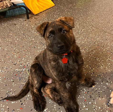 Dutch Shepherd German Shepherd Mix Dutchies Web Page