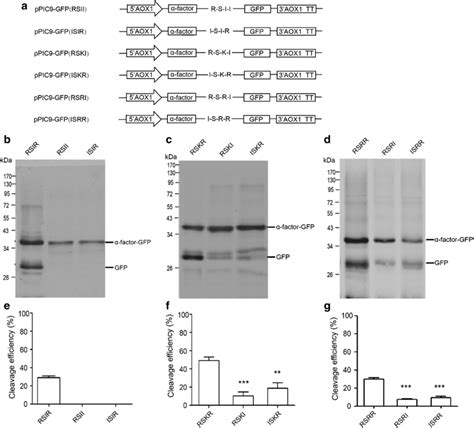 Arg Residue At Position P1 Or P4 In Furin Cleavage Sites Effects On