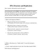 Understanding DNA Structure And Replication Course Hero