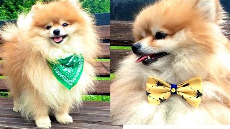 АКСЕССУАРЫ НА ШЕЮ ДЛЯ СОБАКИ ЗА 5 МИНУТ - YouTube