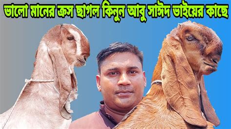 ভালো মানের ক্রস বাচ্চা ছাগল কিনুন আবু সাইদ ভাইয়ের কাছ থেকে শাখারীপাড়া নলডাঙ্গা নাটোর