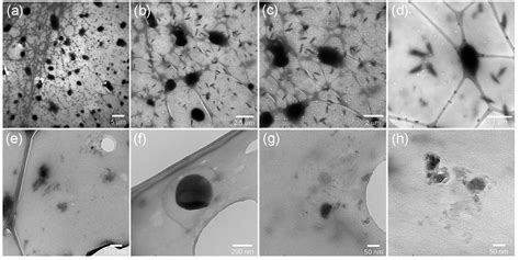 Characterization And In Vivo Assay Of Allantoin Enriched Pectin