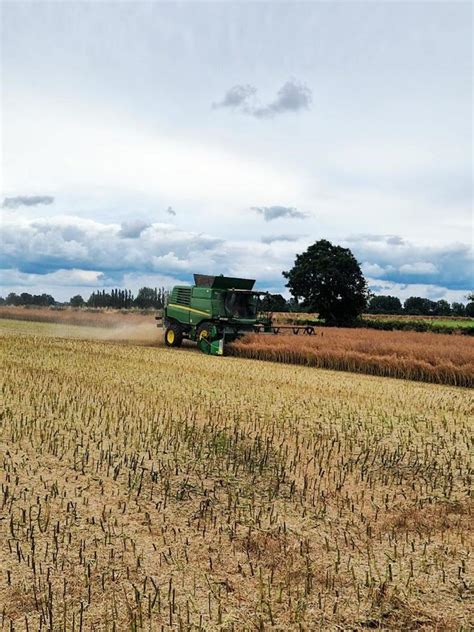 Poor Barley Yields In Challenging Harvest Free