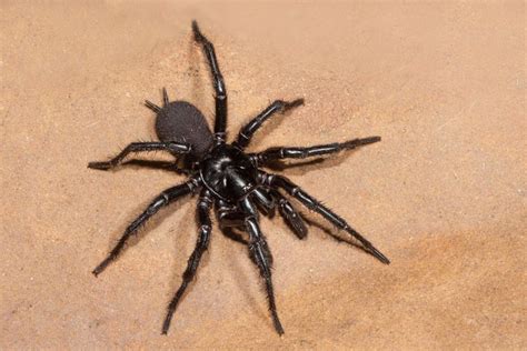 Funnel Web Spider Sydney Funnel Web Spider Pestworks