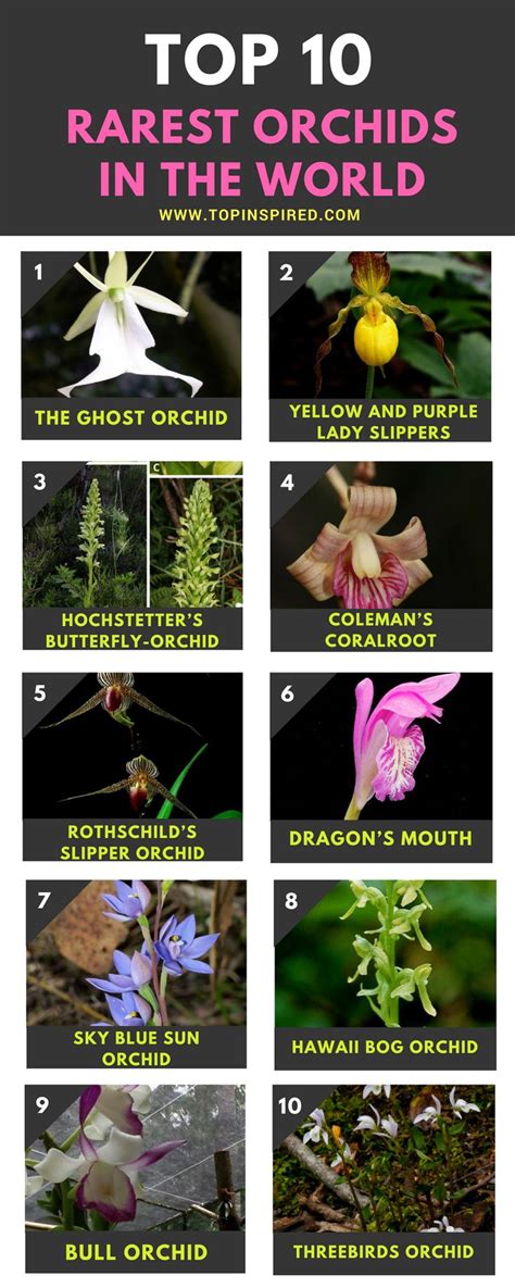Top 10 Rarest Orchids In The World Rare Orchids Orchids Rare Flowers