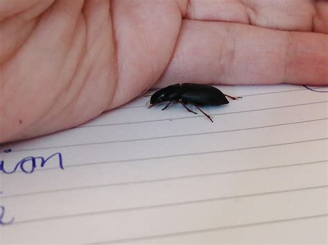 Gender Id For Strawberry Seed Beetle R Beetles