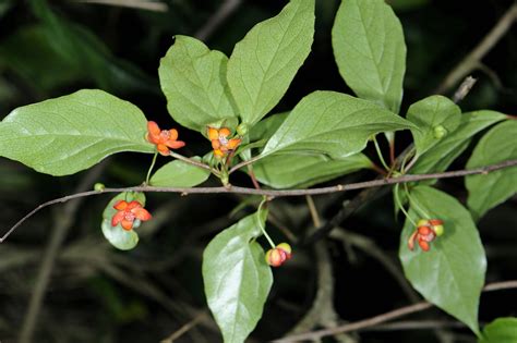 五味子科 五味子屬 阿里山五味子 葉雄花02 松崗步道 Schisandra arisanensis Flickr