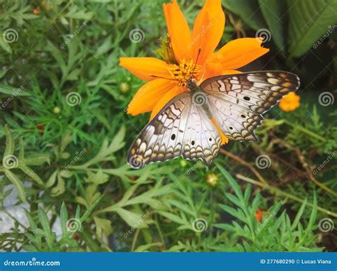 Cute Butterfly Sucking Nectar Stock Photo Image Of Cute Sucking