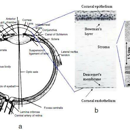 A Cross Section Of The Human Eye B Expanded View Of The Cornea