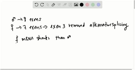SOLVED The Alternately Spliced Forms Of The RNA From The Drosophila Doublesex Gene Encode