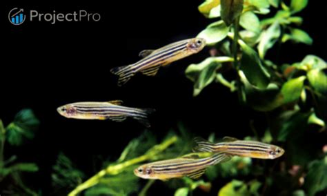 15 Opencv Projects Ideas For Beginners To Practice In 2025