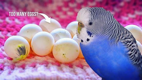 Budgie Laying Too Many Eggs Housepetscare Com