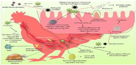 Modes Of Action And Beneficial Activities Of Probiotics In Poultry Download Scientific Diagram