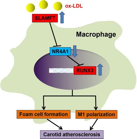 Schematic Illustration Of Slamf7 Nr4a1 Runx3 Pathway In Foam Cell