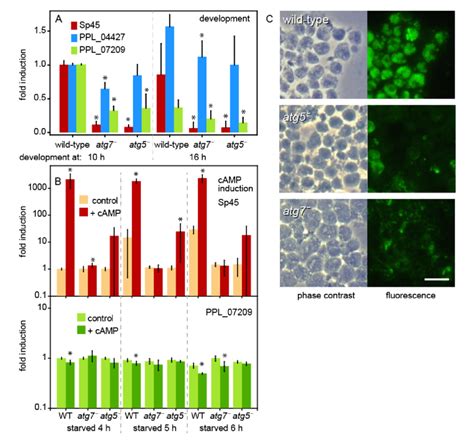 Developmental And Induced Gene Expression A Developmental Expression