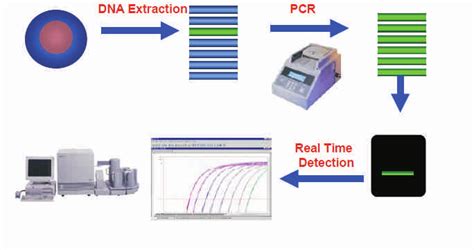 Real Time Versus Traditional PCR Real Time Chemistries Allow For The Download Scientific