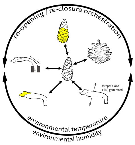 Orchestrated Movement Sequences And Shape Memory Like Effects In Pine Cones