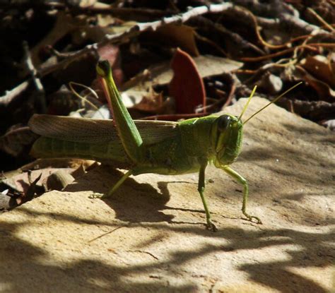 Premium Photo Grasshopper On Rock