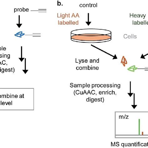 Quantitative Approaches For Chemical Proteomics Experiments A In Download Scientific Diagram