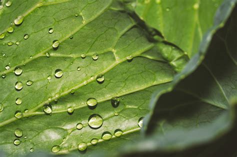 사람의 건강을 위한 정원의 신선한 유기농 녹색 양배추 야채 표면 녹색 잎 식물에 물방울 자연의 아름다운 질감 양배추 머리 클로즈업 보기 깨끗한 음식 채식 건강한 생활방식에