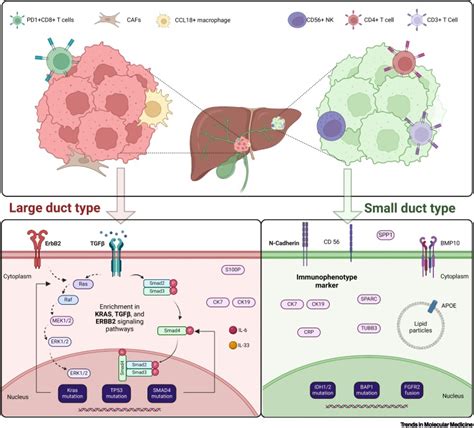 Molecular Subtypes Of Intrahepatic Cholangiocarcinoma Trends In Molecular Medicine