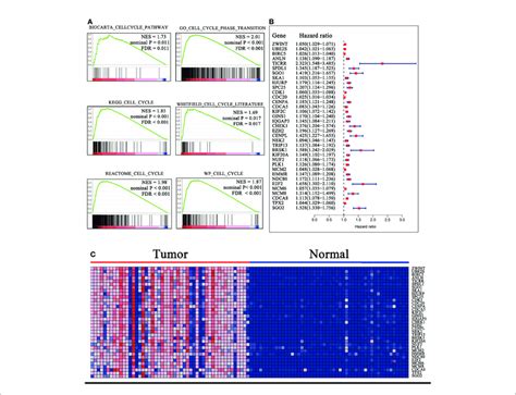 Identification Of The Cell Cycle Related Genes A Six Gene Sets Download Scientific Diagram