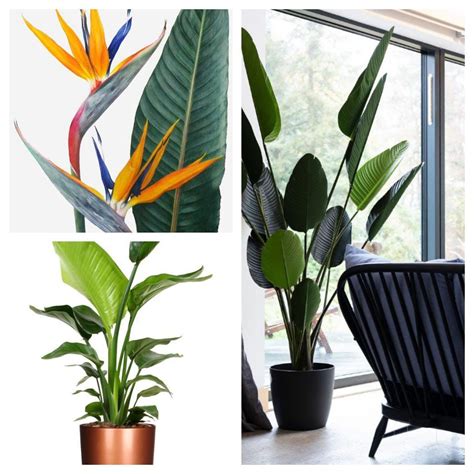 Florato 🔖სტრელიცია ანუ სამოთხის ჩიტი ამ მცენარეს მისი