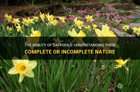 The Beauty Of Daffodils Understanding Their Complete Or Incomplete Nature Shuncy