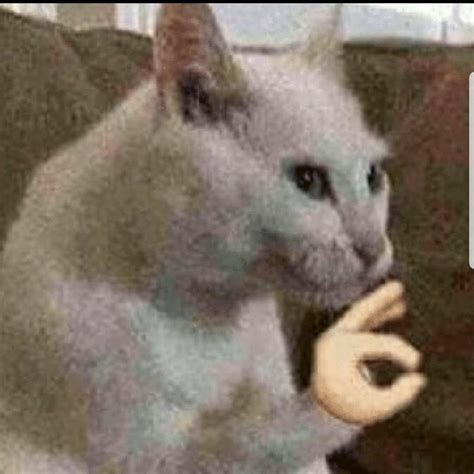 Reaction Cat Meme