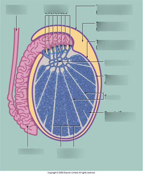 Testis Diagram Diagram Quizlet